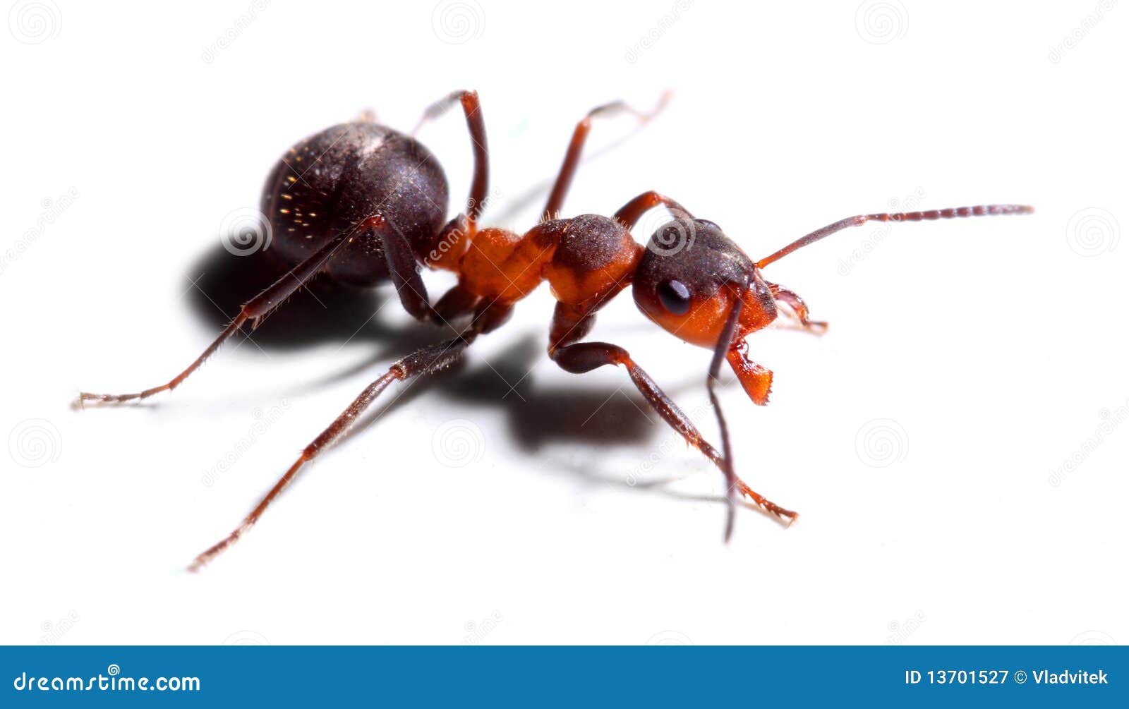 Grande formica rossa. immagine stock. Immagine di obbedienza - 13701527