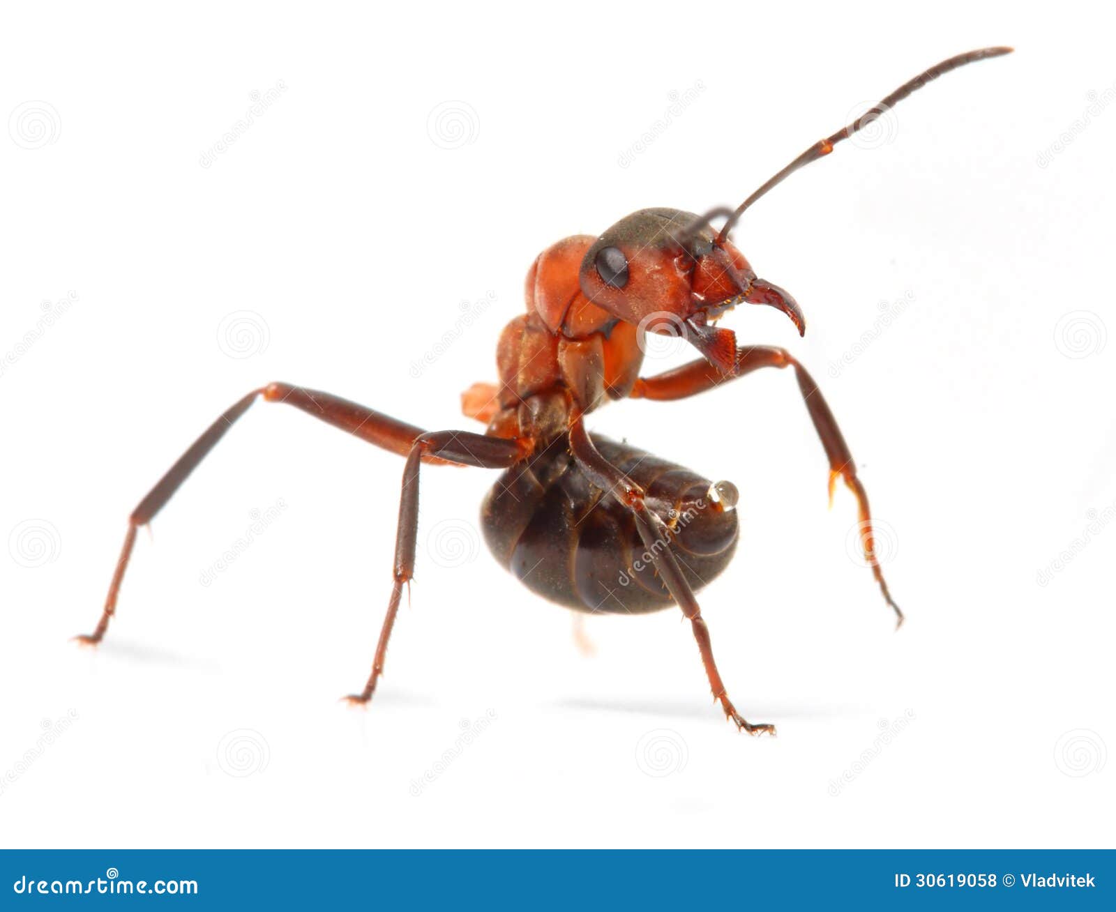 Grande fourmi rouge. photo stock. Image du isolement - 30619058