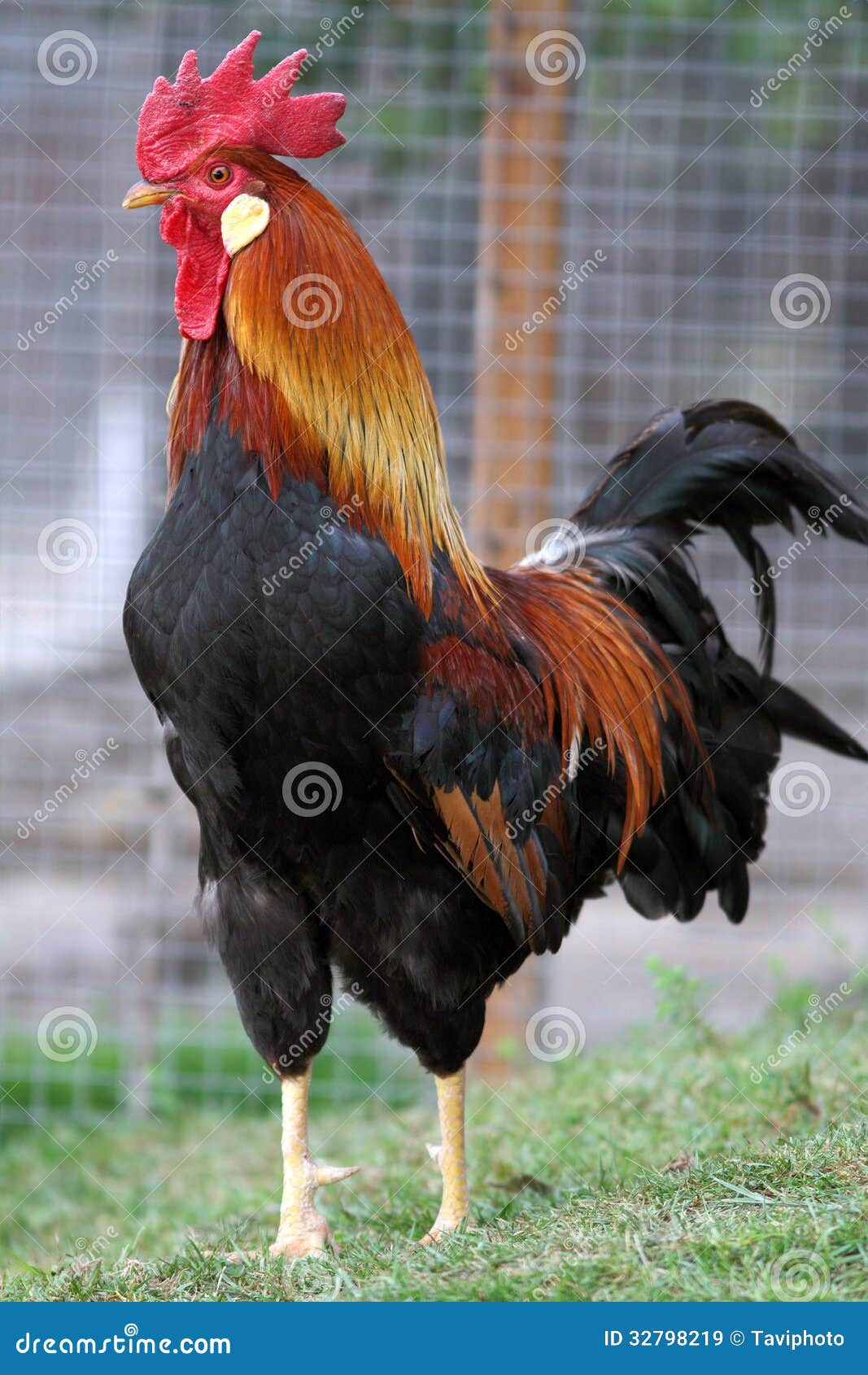 Grande gallo nell'erba immagine stock. Immagine di bello - 32798219