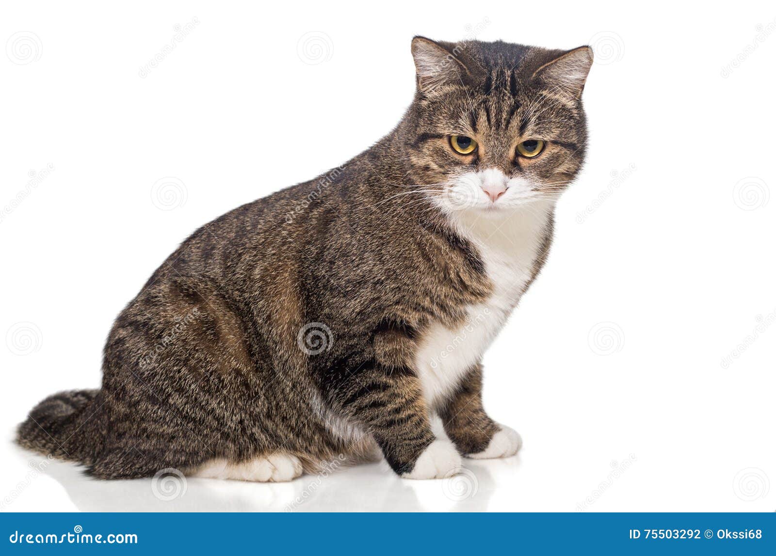 Grande, Gatto Grigio Grasso Fotografia Stock - Immagine di lato, carino ...