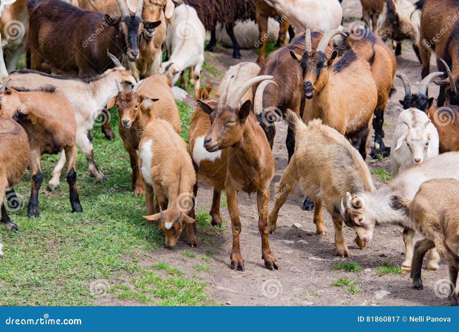 Grande Gregge Delle Capre E Delle Pecore Sull'erba Verde Immagine Stock ...