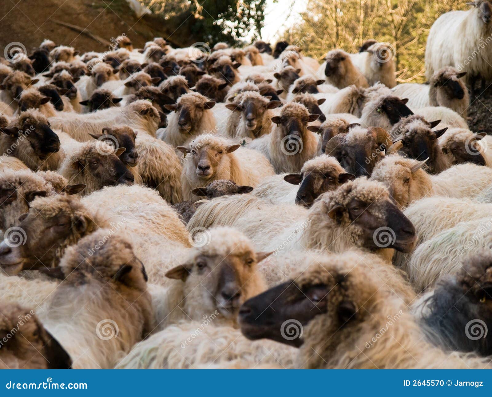 Grande gregge delle pecore fotografia stock. Immagine di agricoltura ...