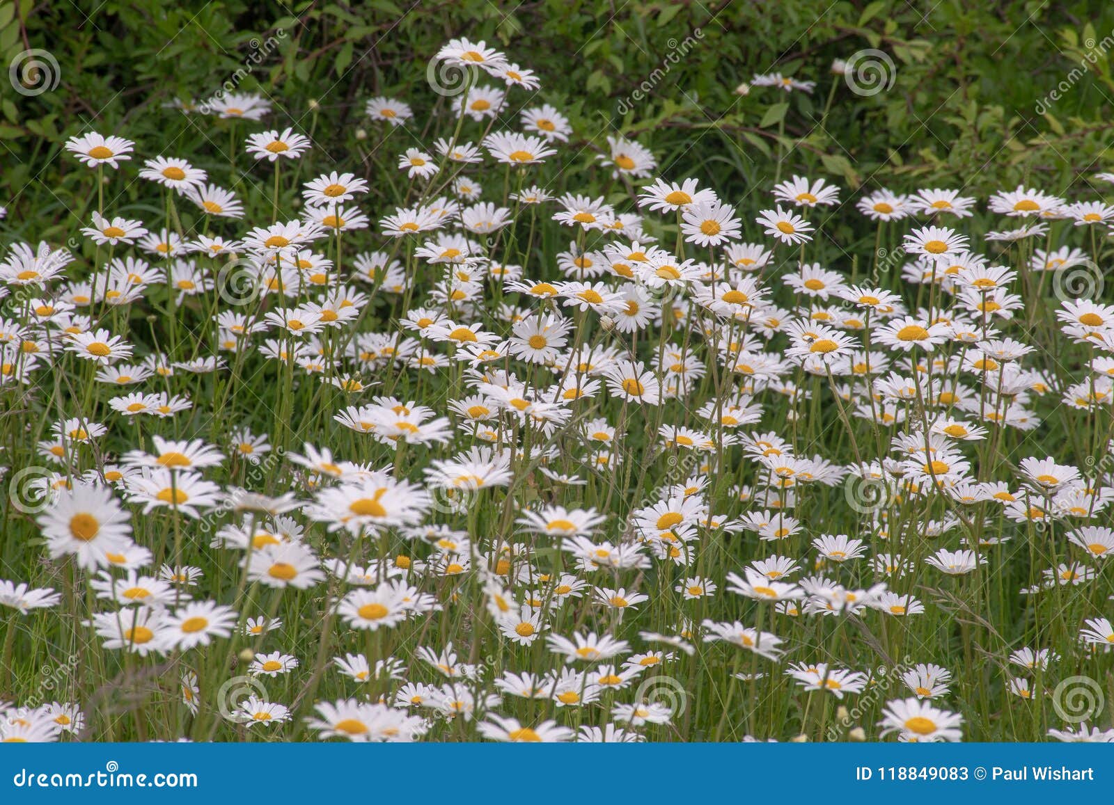 Grande Gruppo Di Margherite Selvatiche Immagine Stock - Immagine di ...
