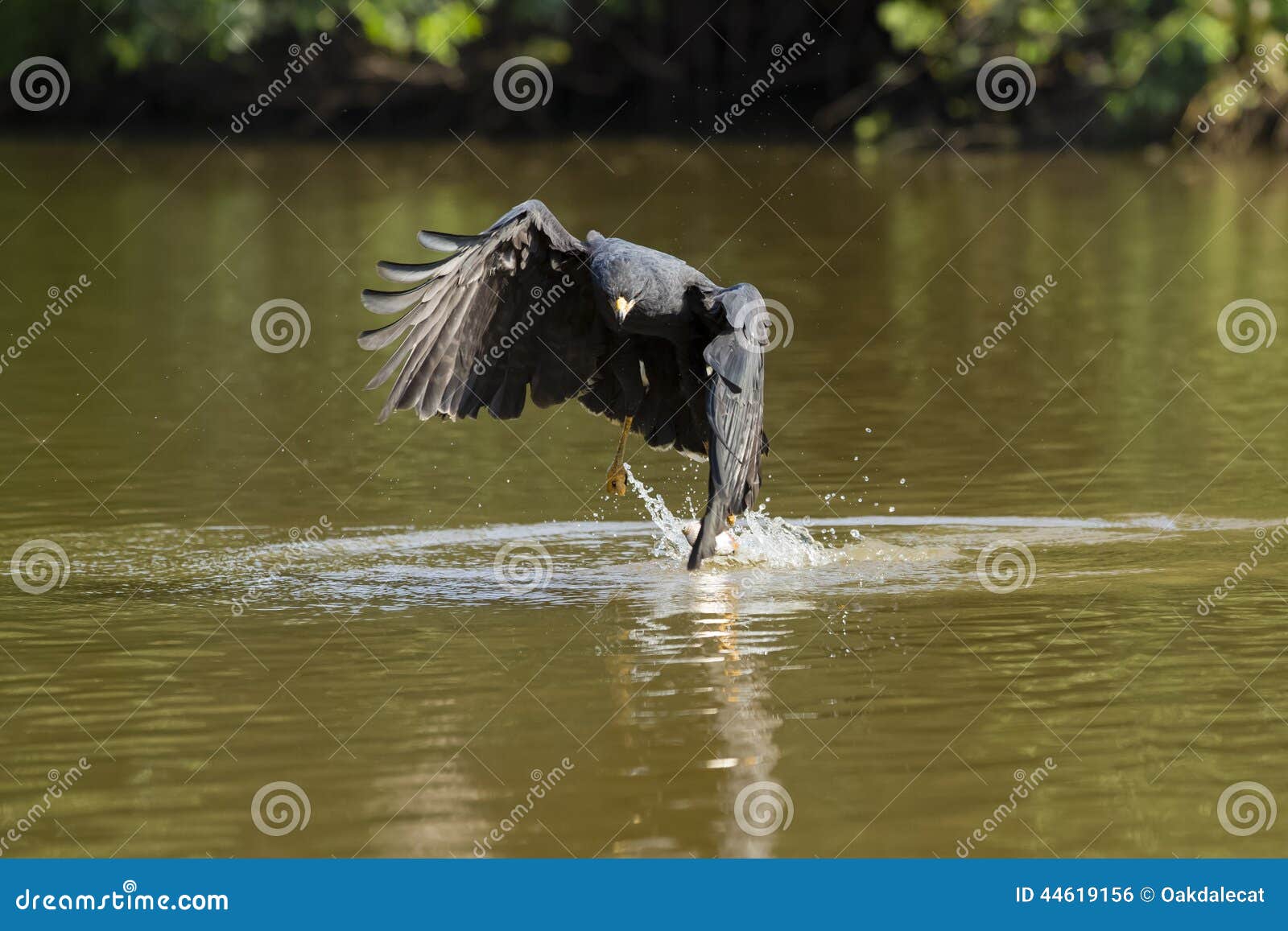 Grande Hawk Grabbing Fish Preto No Rio Foto de Stock - Imagem de ...