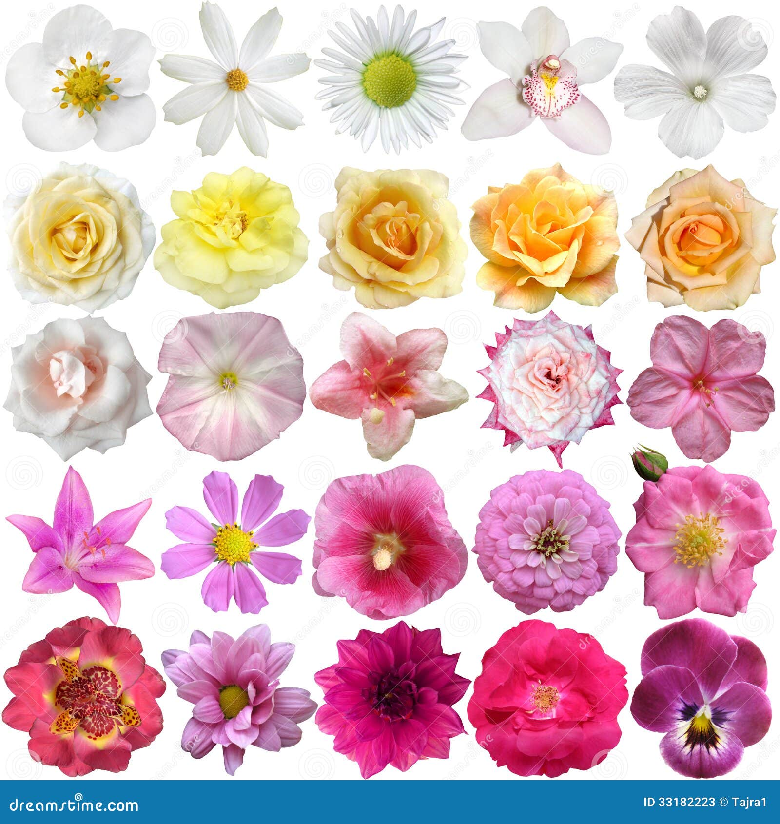 Grande Insieme Di Vari Fiori Immagine Stock - Immagine di giglio, malva ...