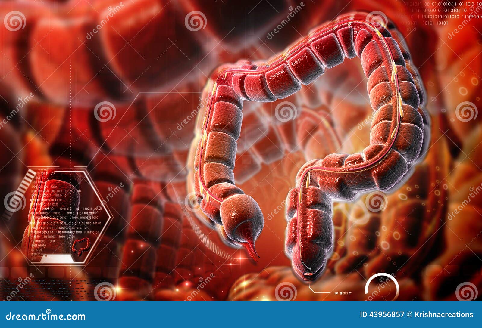 Grande intestino illustrazione di stock. Illustrazione di anatomia ...