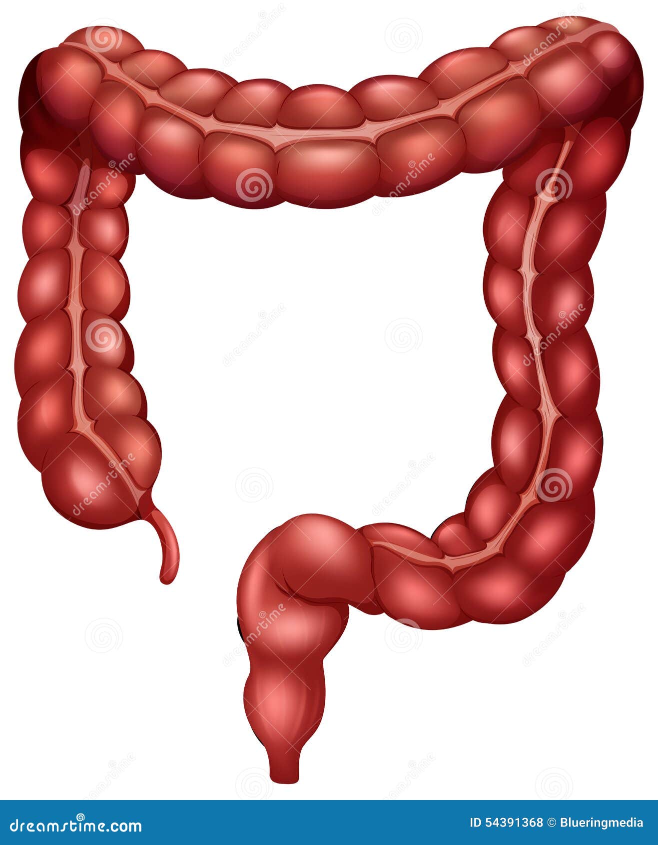 Grande intestino ilustração do vetor. Ilustração de intestino - 54391368