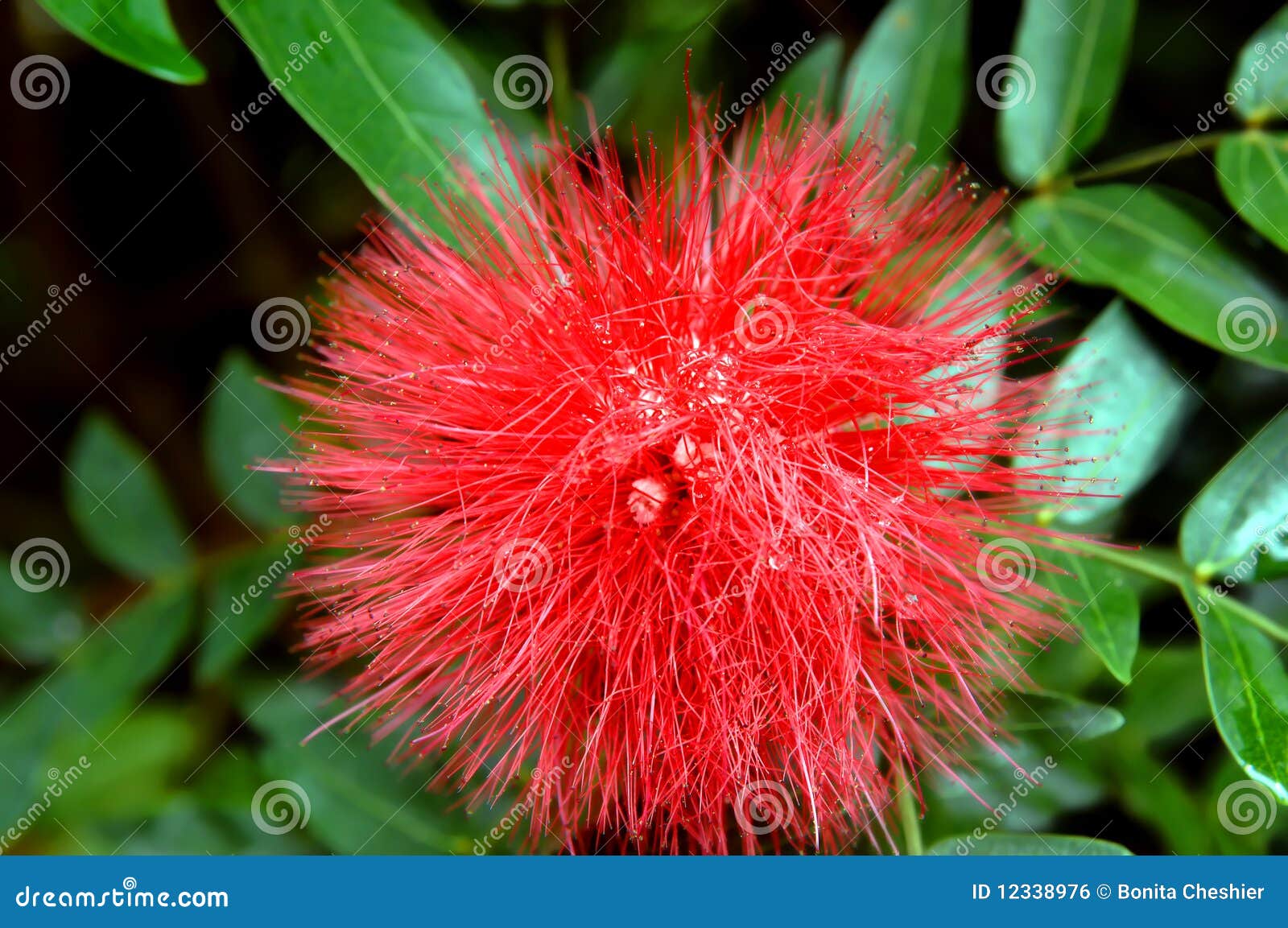 Grande isola Ohia fotografia stock. Immagine di pioggia - 12338976