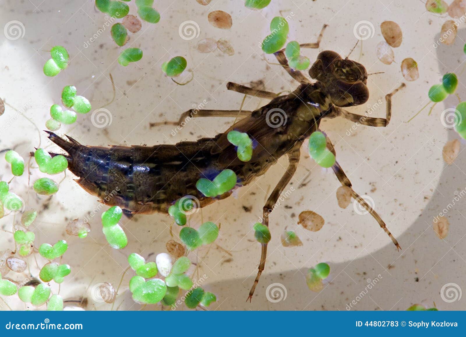 Grande larve de libellule image stock. Image du larve - 44802783