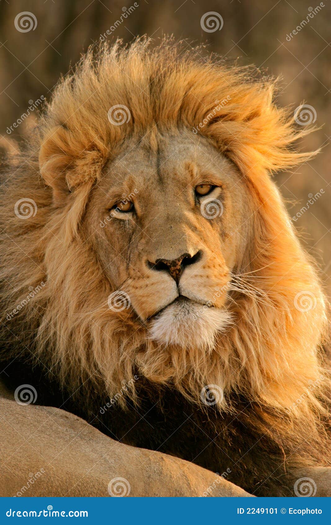 Grande Leone Africano Maschio Immagine Stock - Immagine di felino ...