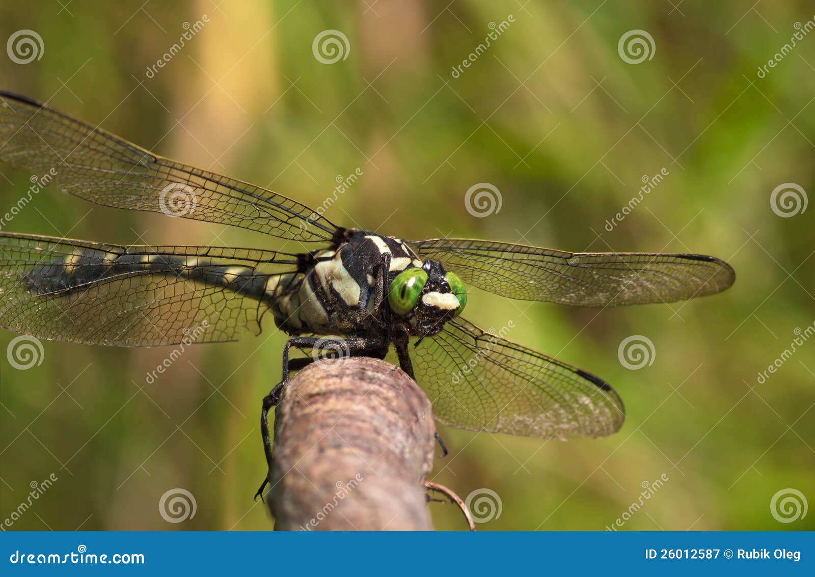 Grande Libellula Con Gli Occhi Verdi Immagine Stock - Immagine di testa ...