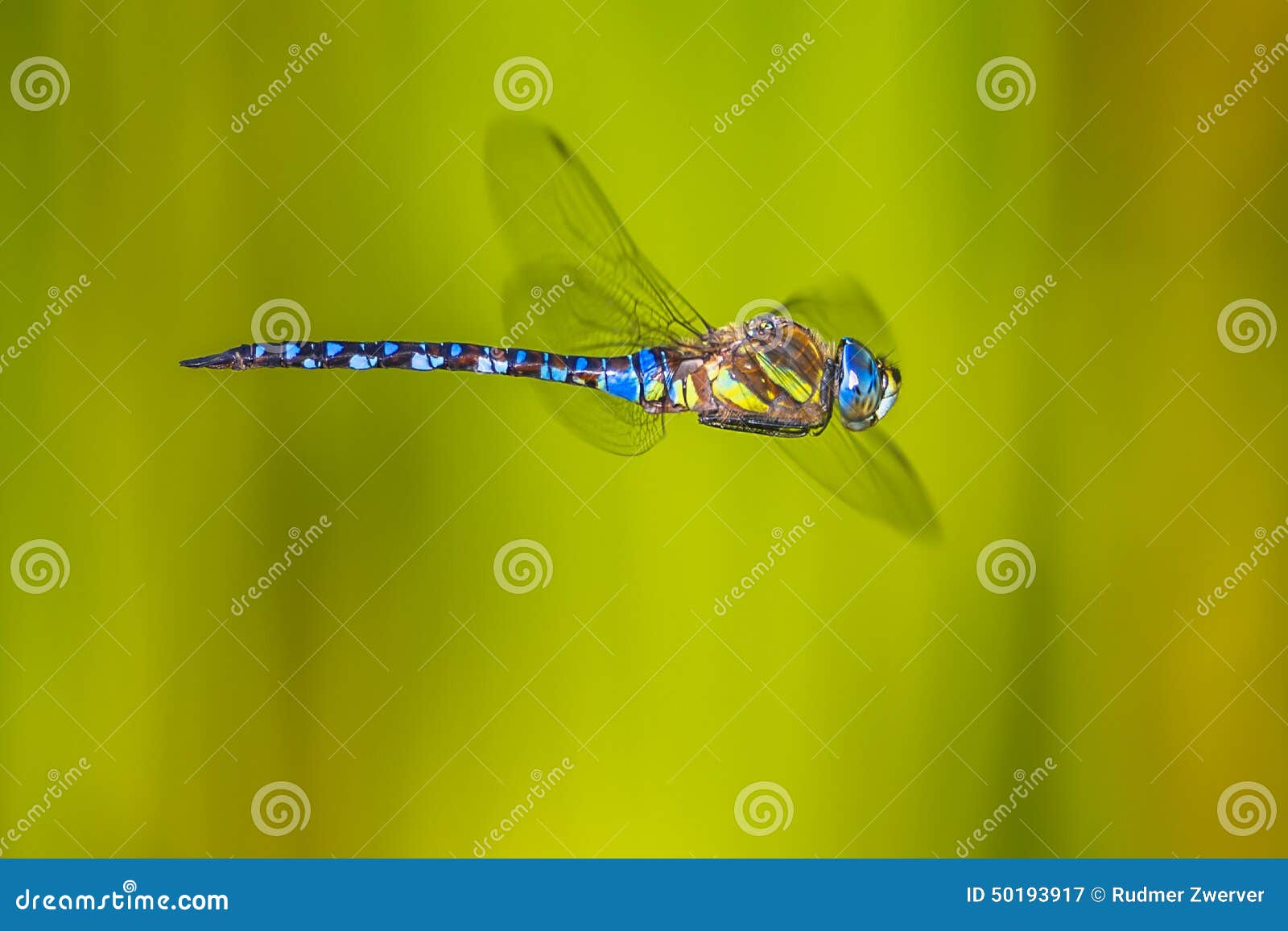 Grande libellula di volo immagine stock. Immagine di europa - 50193917