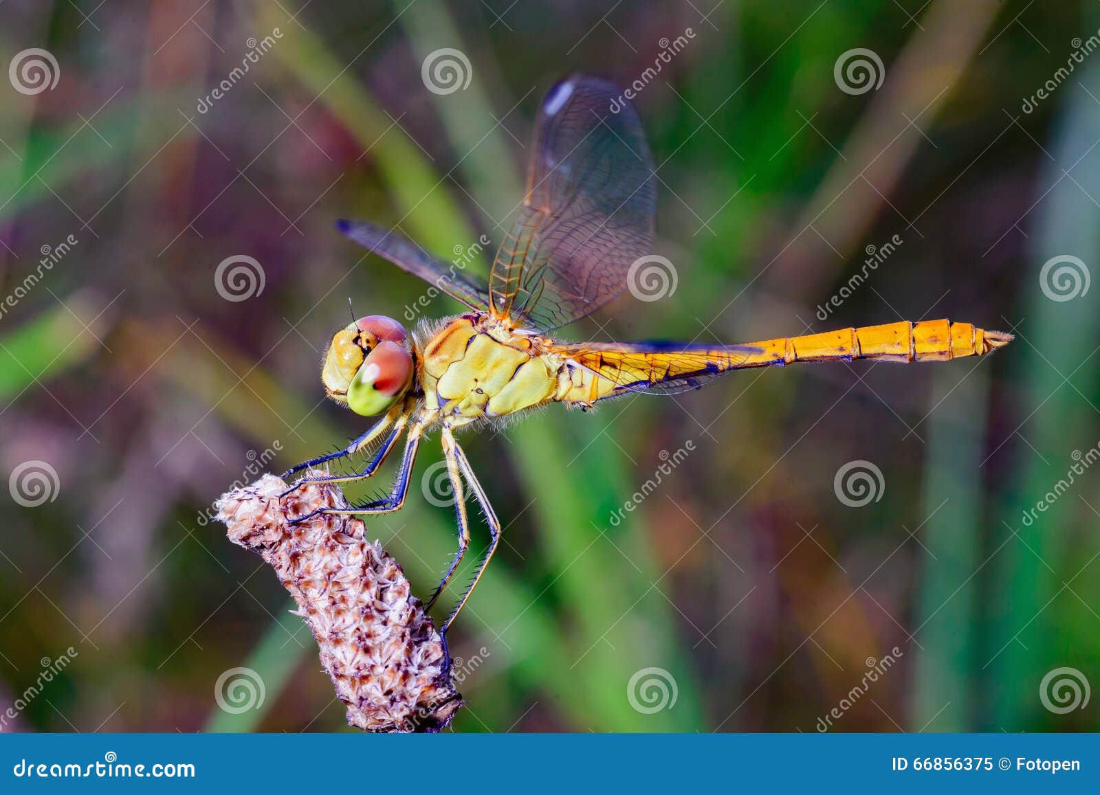 Grande Libellula Rossa E Verde Immagine Stock - Immagine di zanzara ...