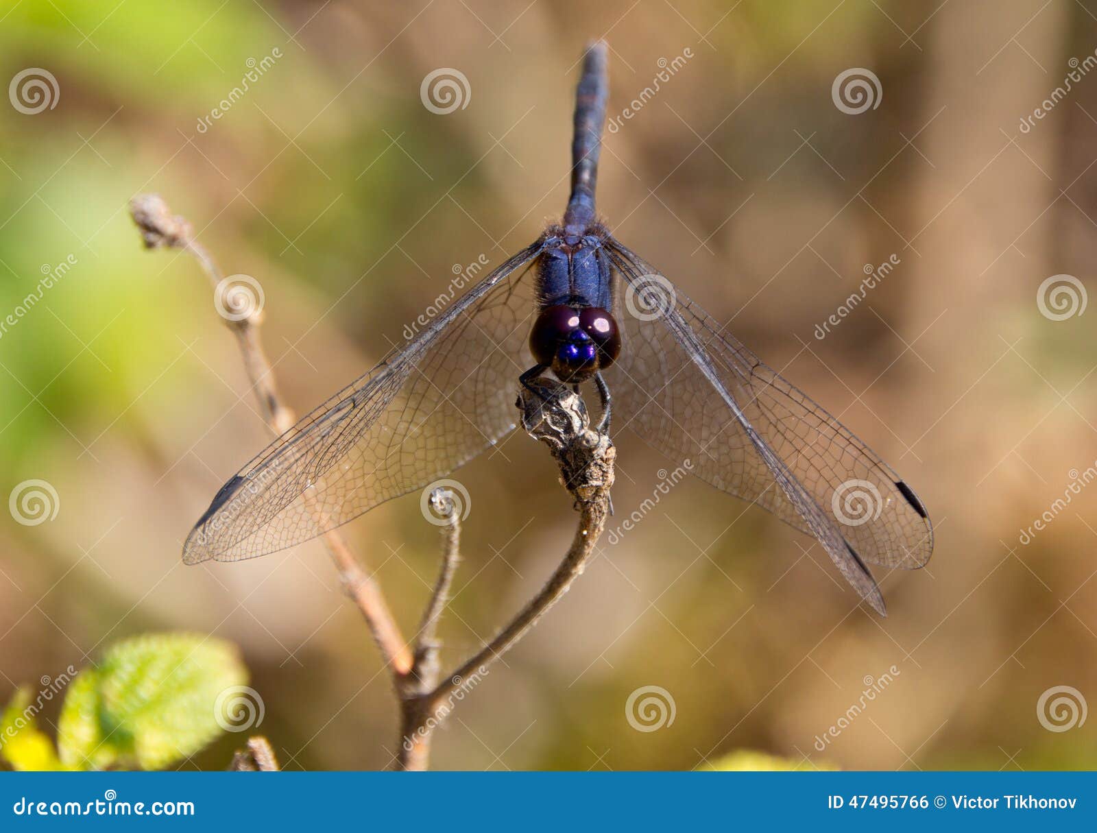 Grande libellule noire photo stock. Image du animaux - 47495766