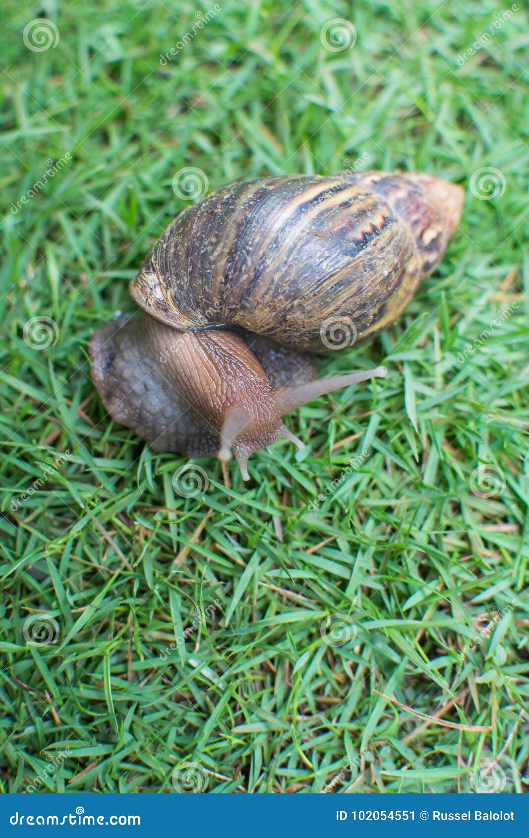 Grande lumaca immagine stock. Immagine di strisciare - 102054551