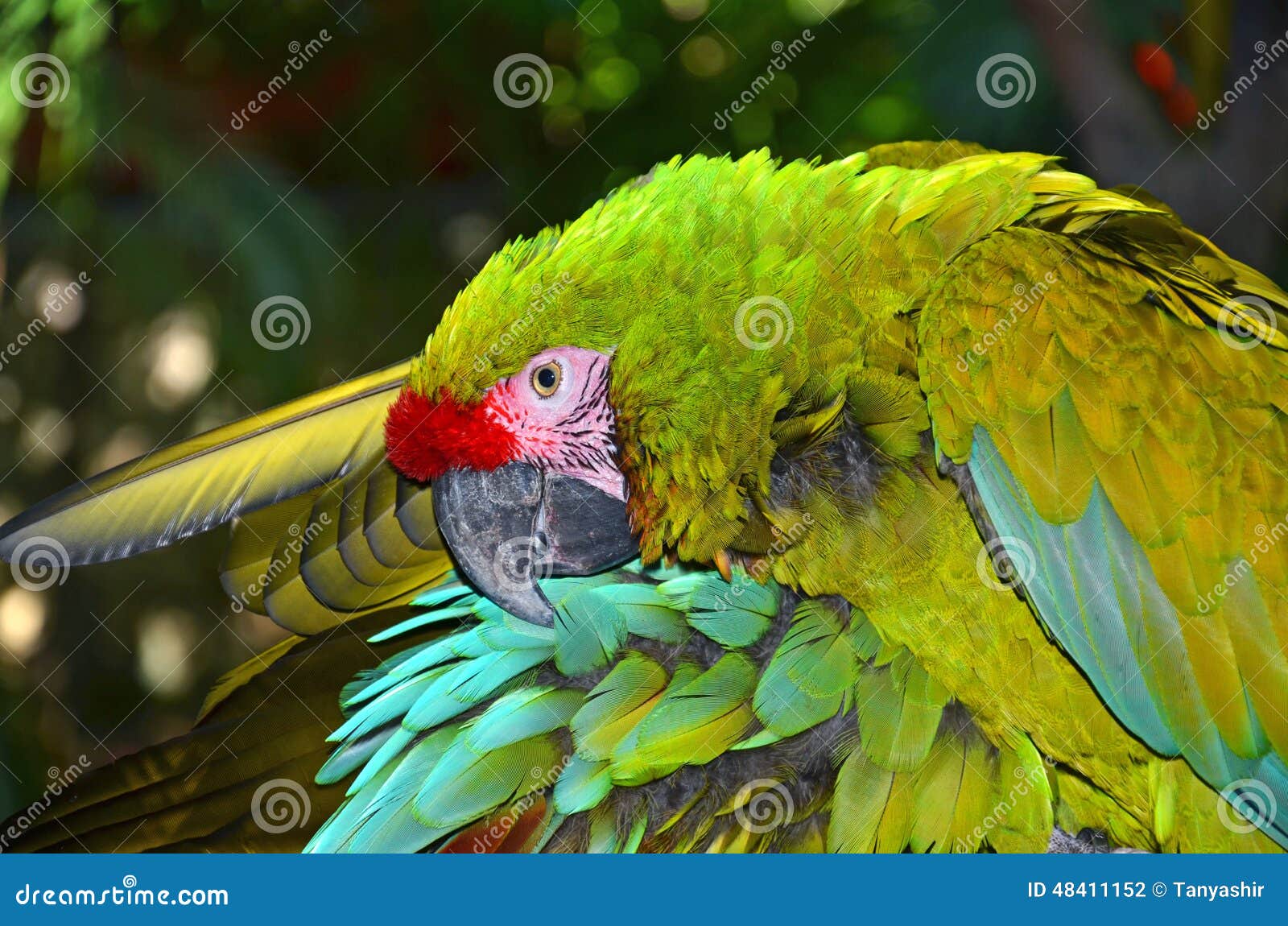 Grande Macaw verde fotografia stock. Immagine di verde - 48411152