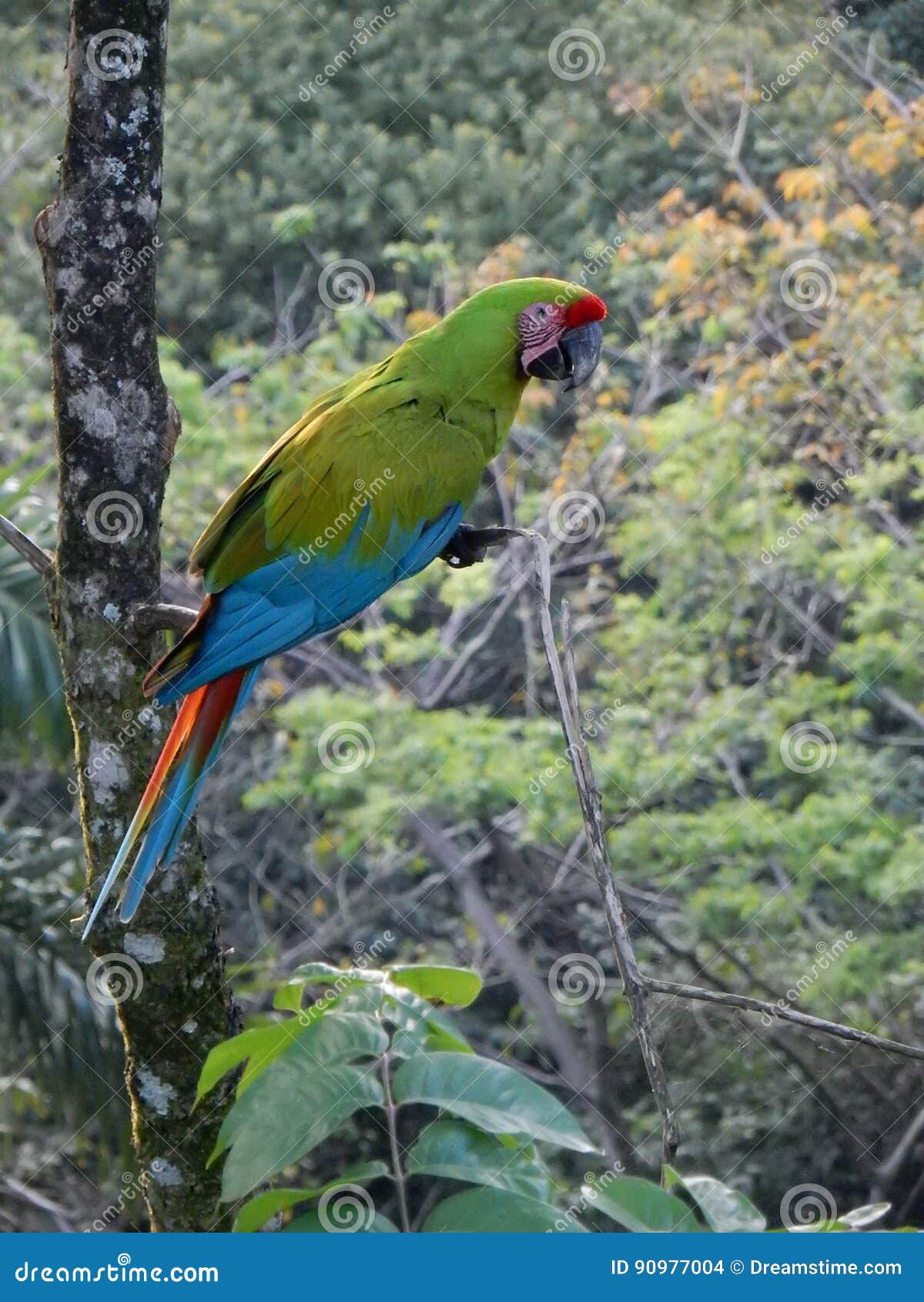 Grande Macaw verde foto de stock. Imagem de floresta - 90977004