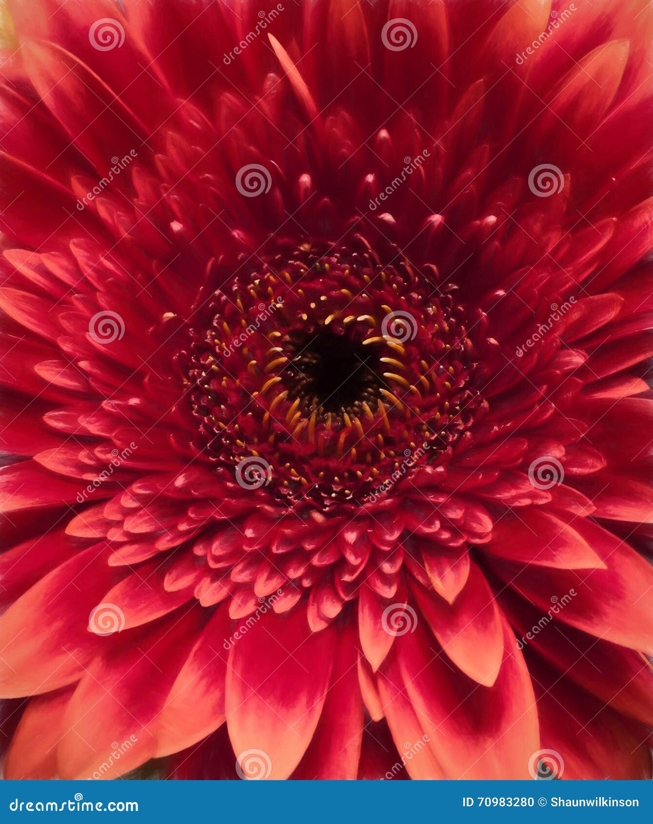 Grande marguerite rouge photo stock. Image du marguerite - 70983280