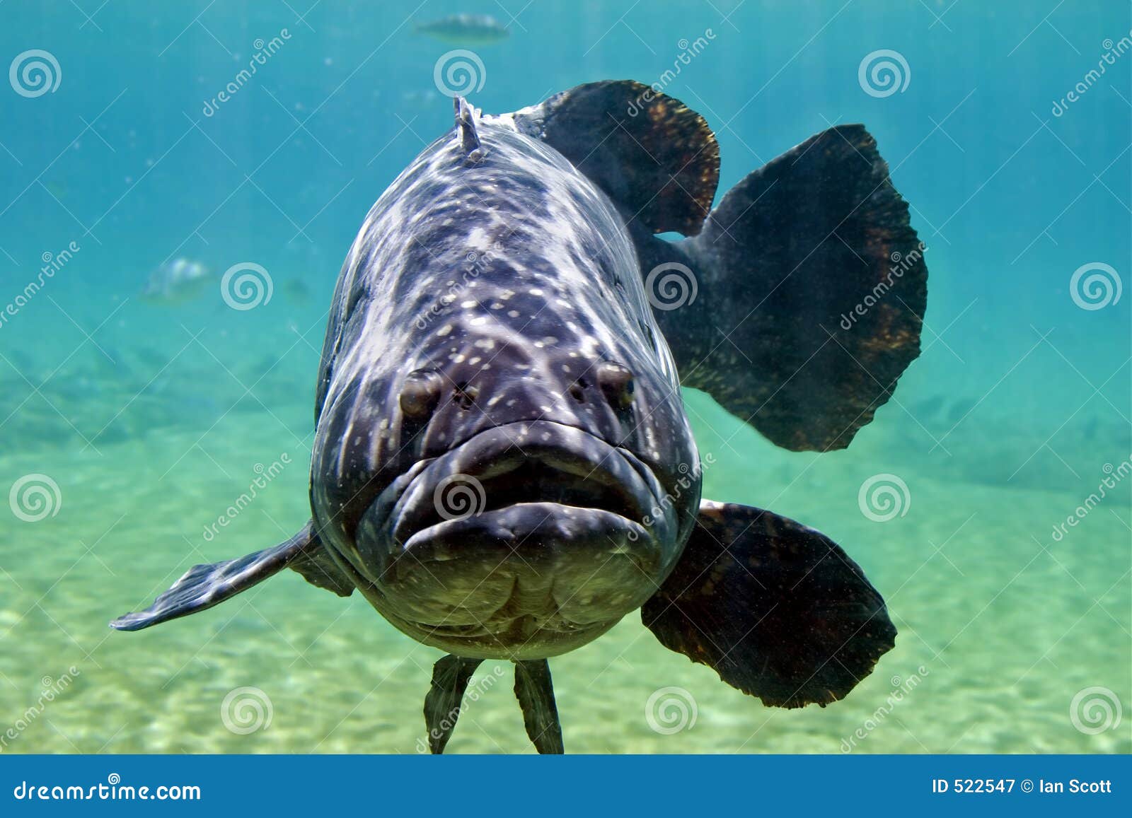 Grande merluzzo immagine stock. Immagine di queensland - 522547