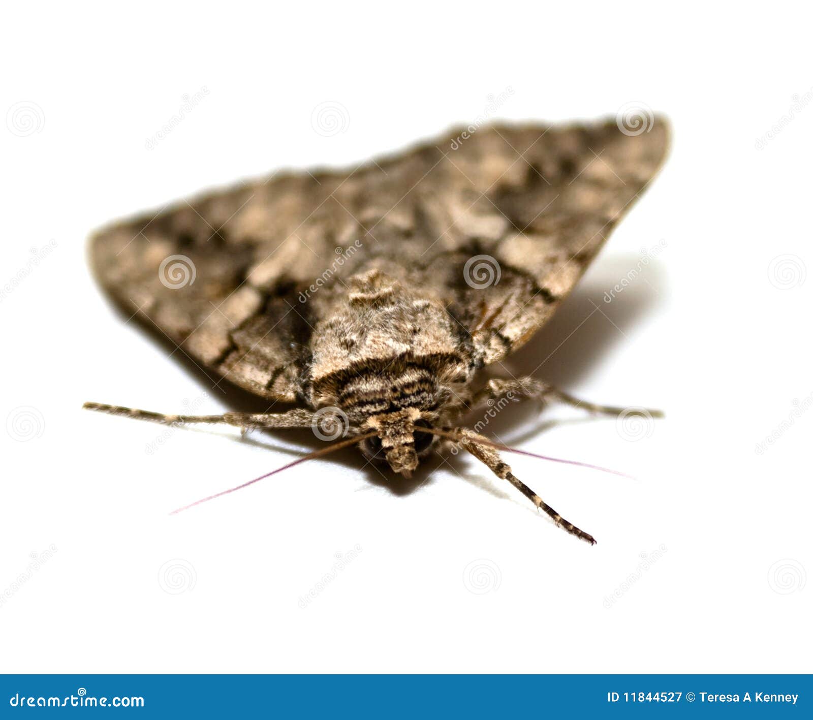 Grande mite image stock. Image du insecte, isolement - 11844527