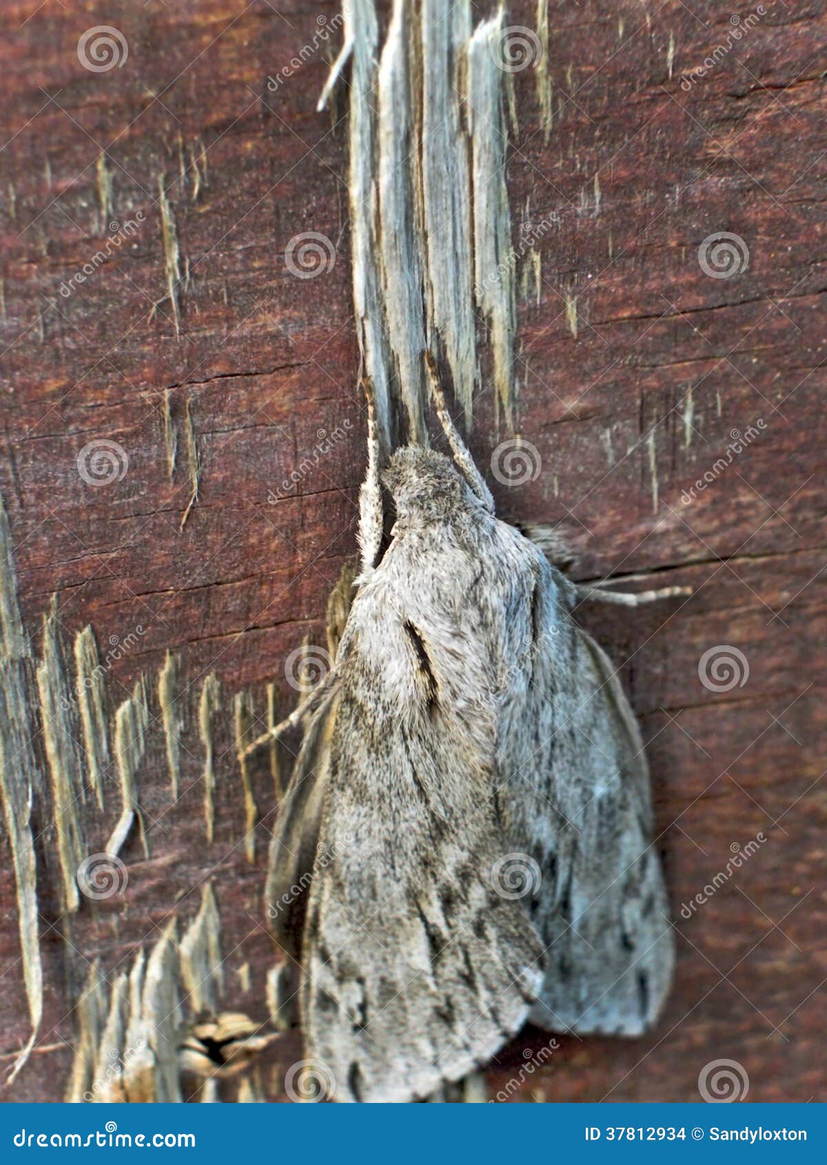 Grande mite photo stock. Image du mites, papillons, vers - 37812934