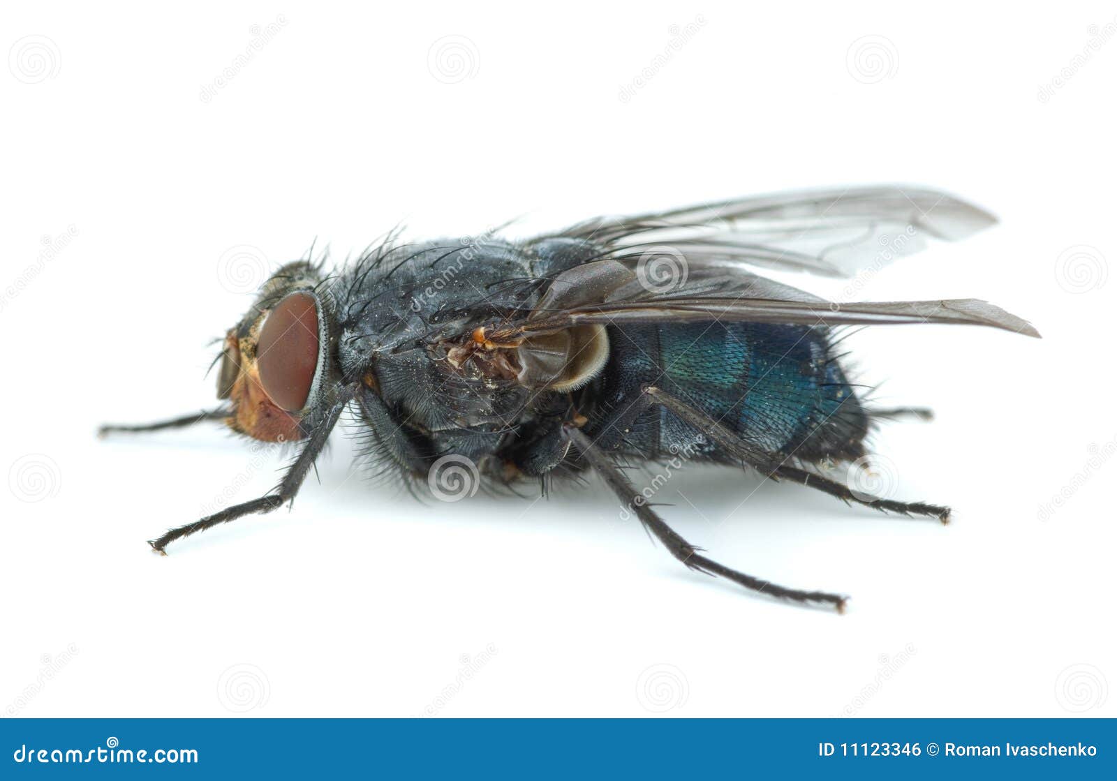 Grande Mosca Blu Di Redhead (vicina Del Calliphora) Fotografia Stock ...