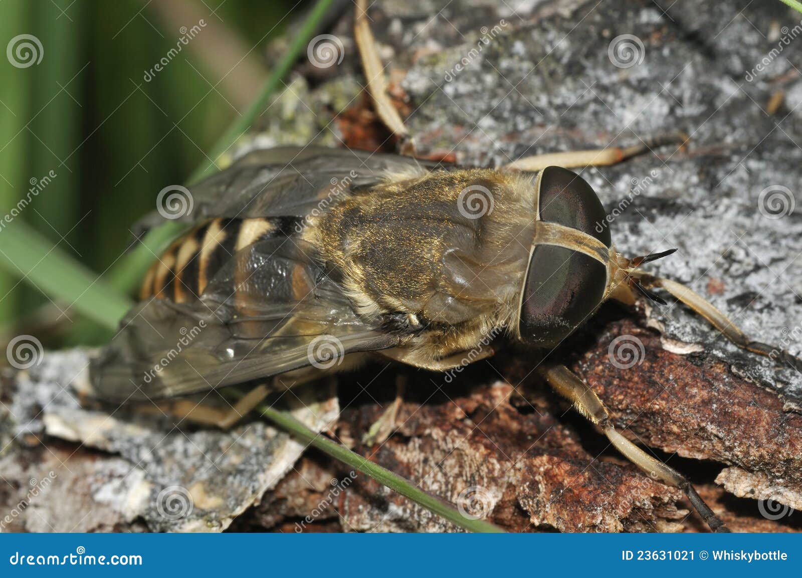 Grande mouche de cheval image stock. Image du été, surrey - 23631021