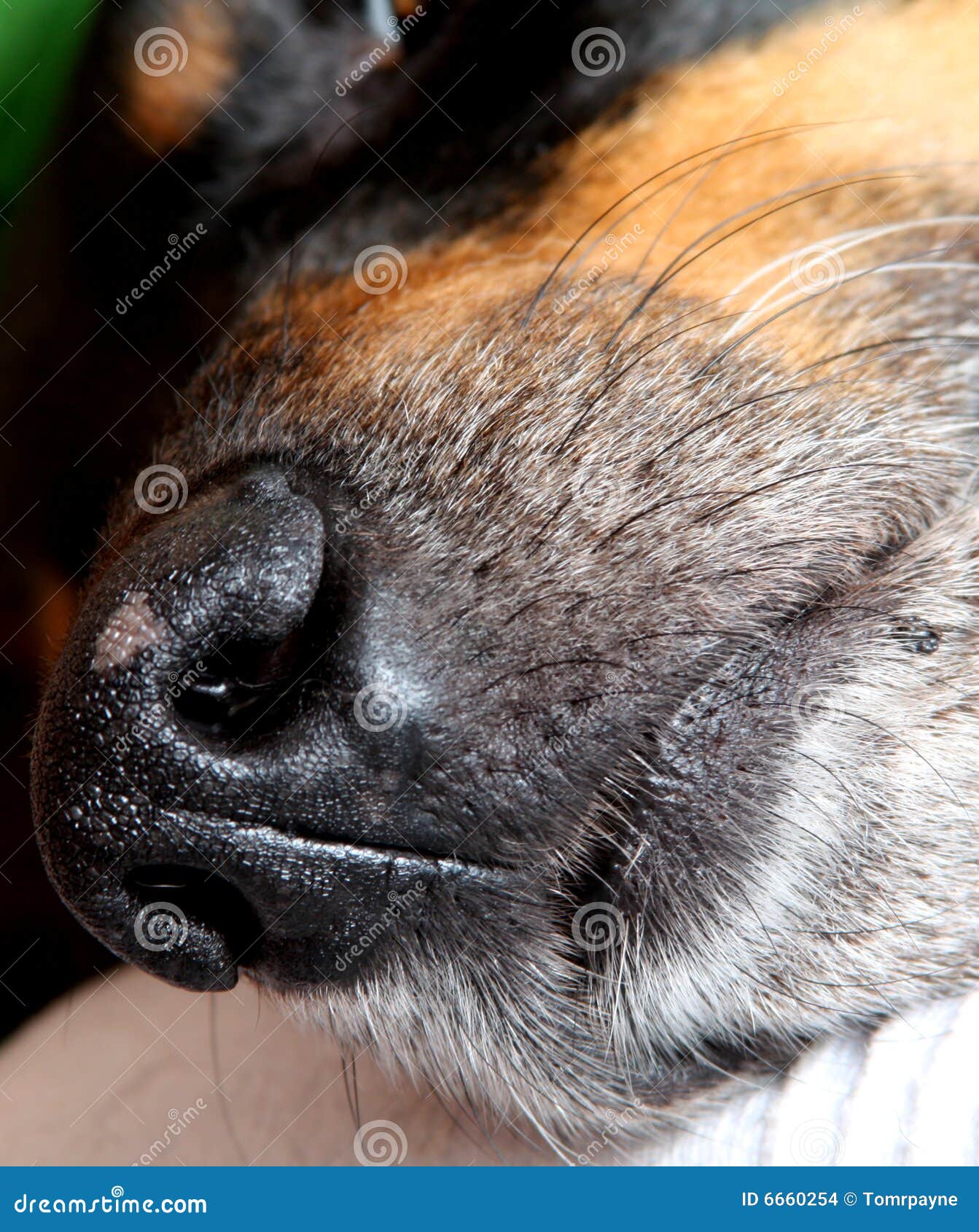 Grande muso del cane nero fotografia stock. Immagine di animale - 6660254