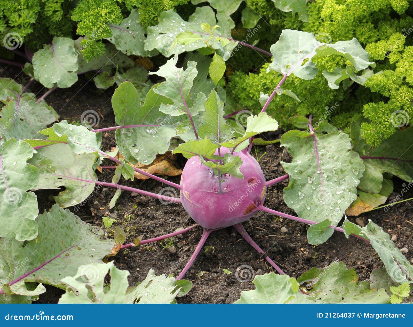 Grande Nabo Pronto Para Colher Imagem de Stock - Imagem de naughty ...