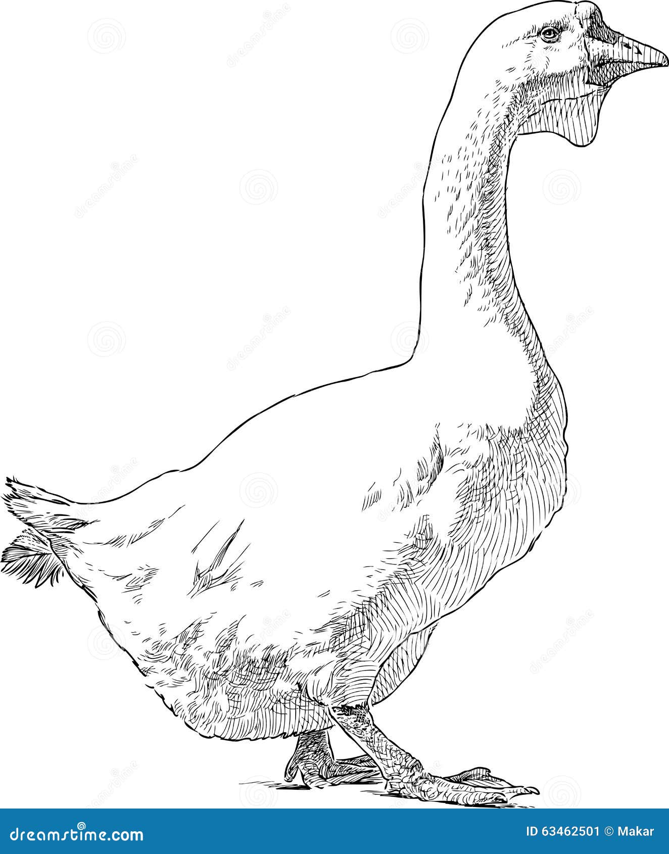 Grande oca bianca illustrazione vettoriale. Illustrazione di animale ...