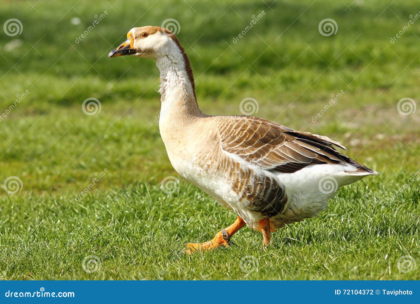 Grande Oca Su Prato Inglese Fotografia Stock - Immagine di marrone ...
