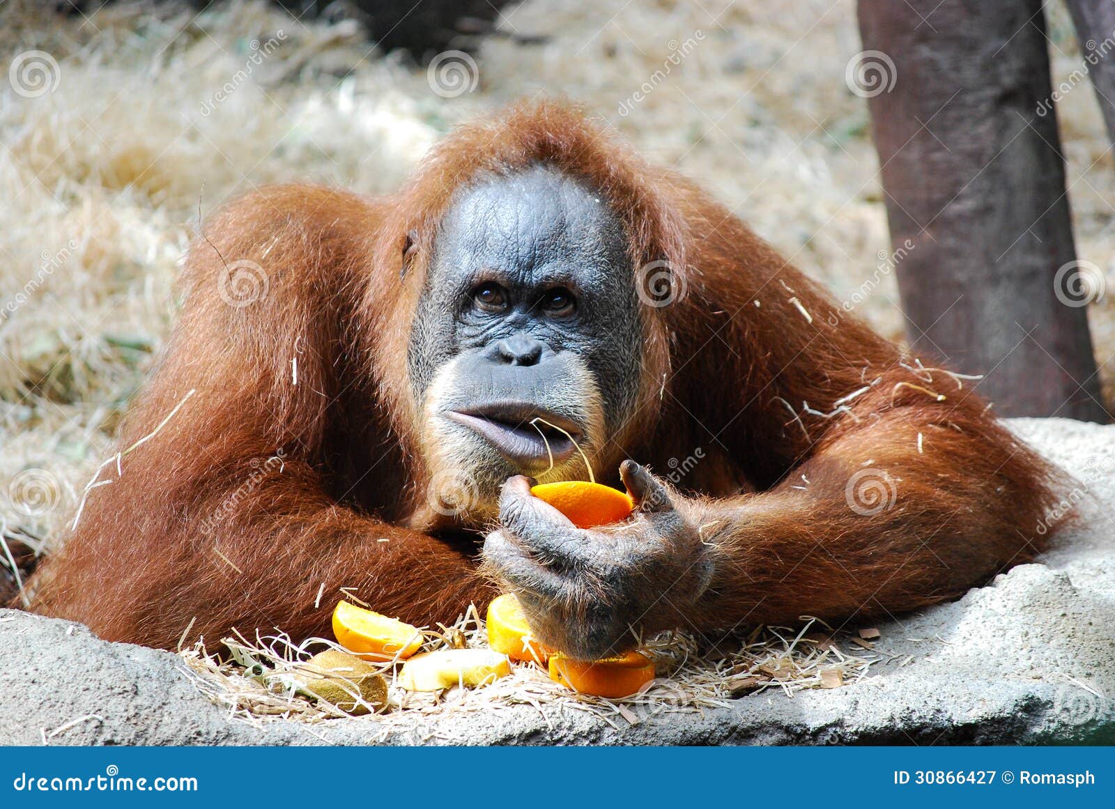 Grande orangutan immagine stock. Immagine di umano, occhi - 30866427