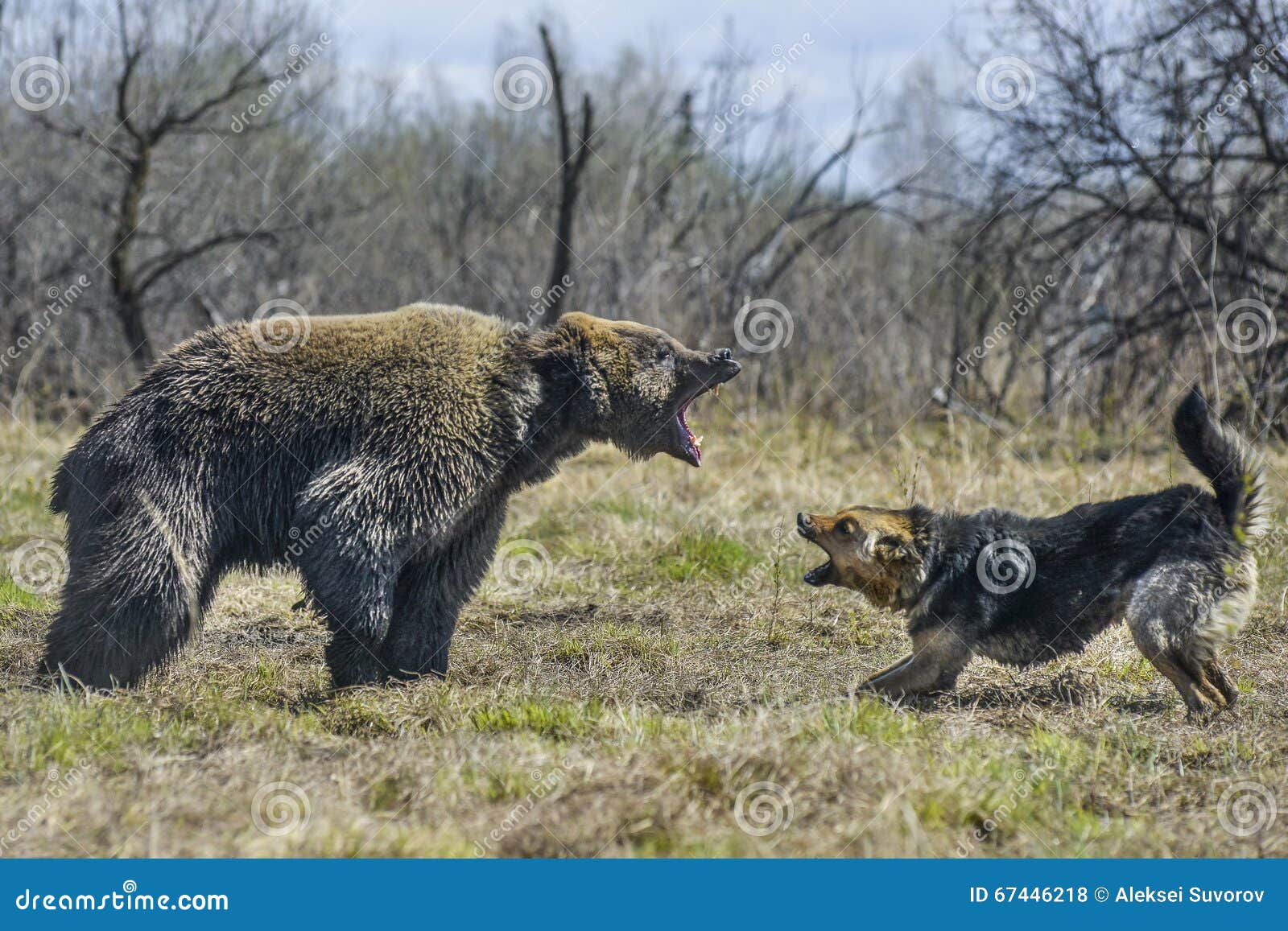 Grande Orso Bruno Con Il Cane Fotografia Stock - Immagine di sera ...