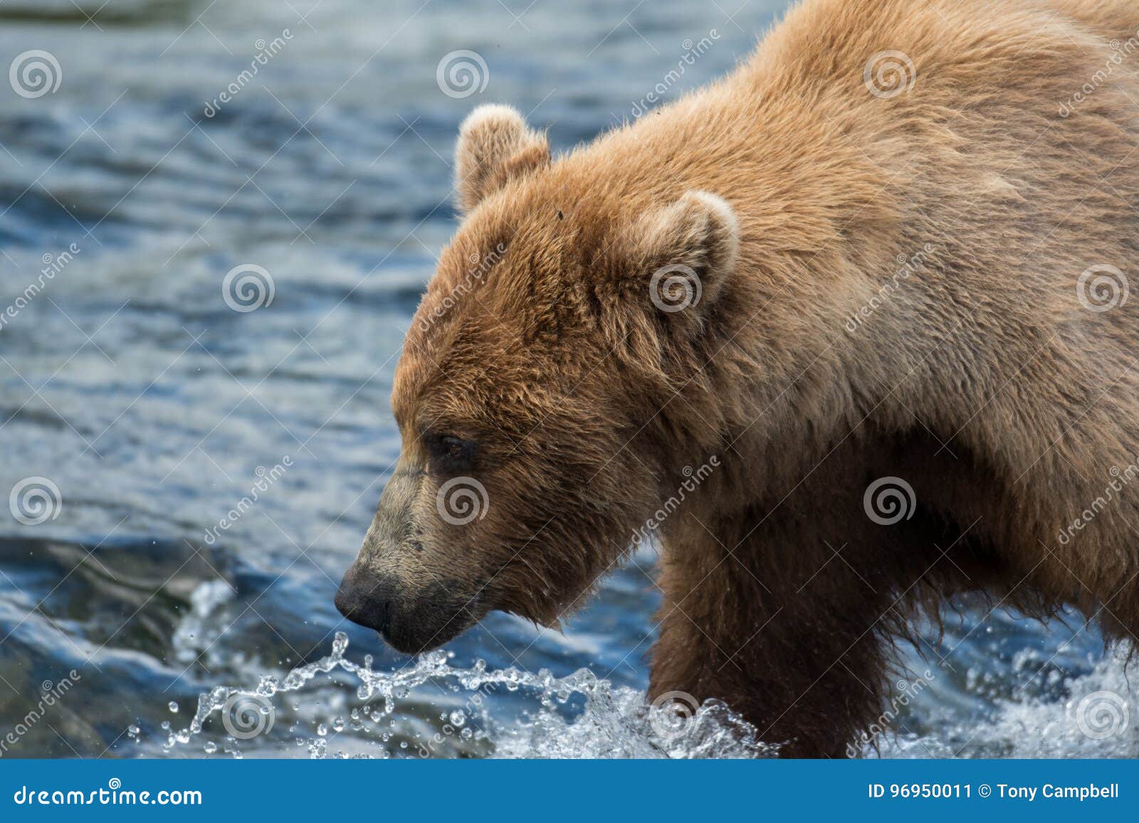 Grande orso bruno d'Alasca immagine stock. Immagine di fiume - 96950011