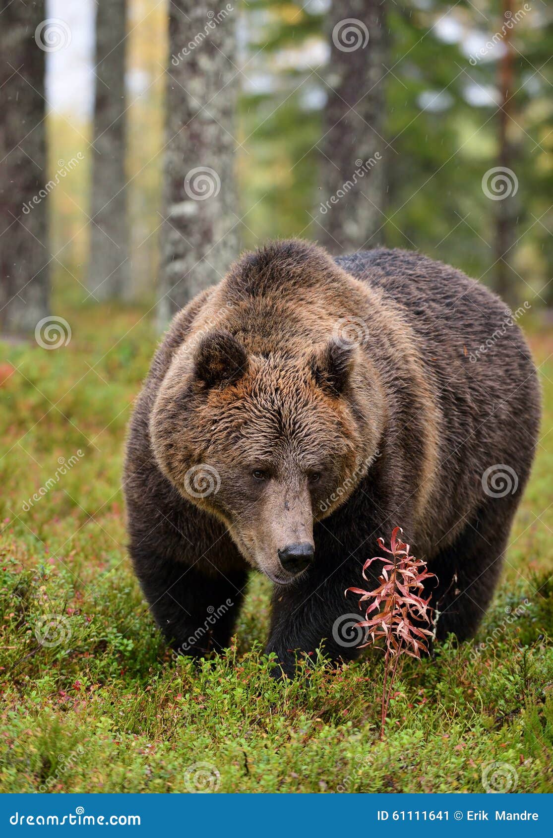 Grande Orso Bruno in Foresta Immagine Stock - Immagine di taiga, sera ...