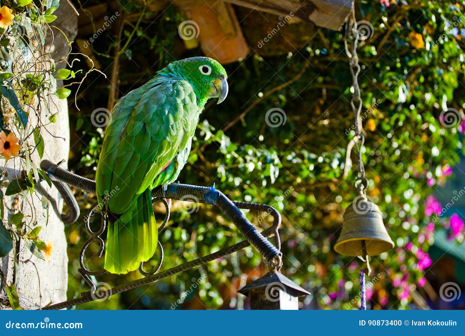 Grande pappagallo verde fotografia stock. Immagine di bello - 90873400