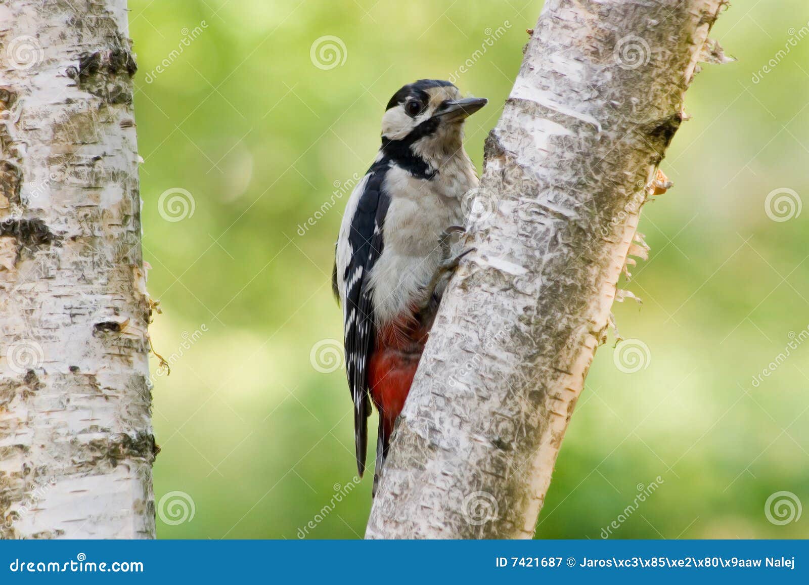 Grande picchio immagine stock. Immagine di picchio, animale - 7421687