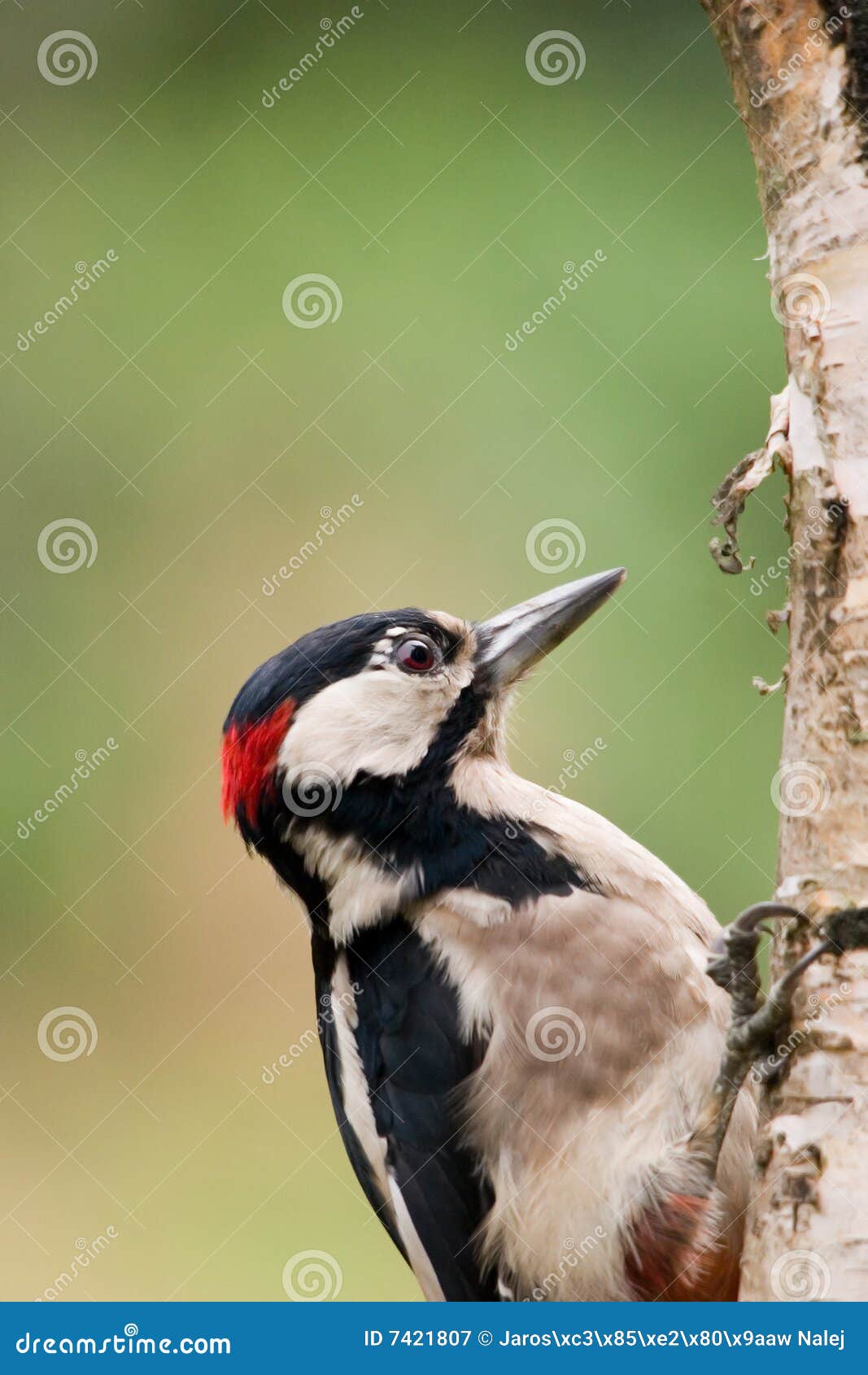 Grande picchio immagine stock. Immagine di picchio, nave - 7421807