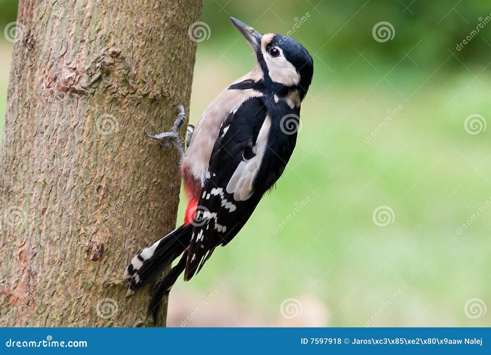 Grande picchio fotografia stock. Immagine di becco, uccello - 7597918