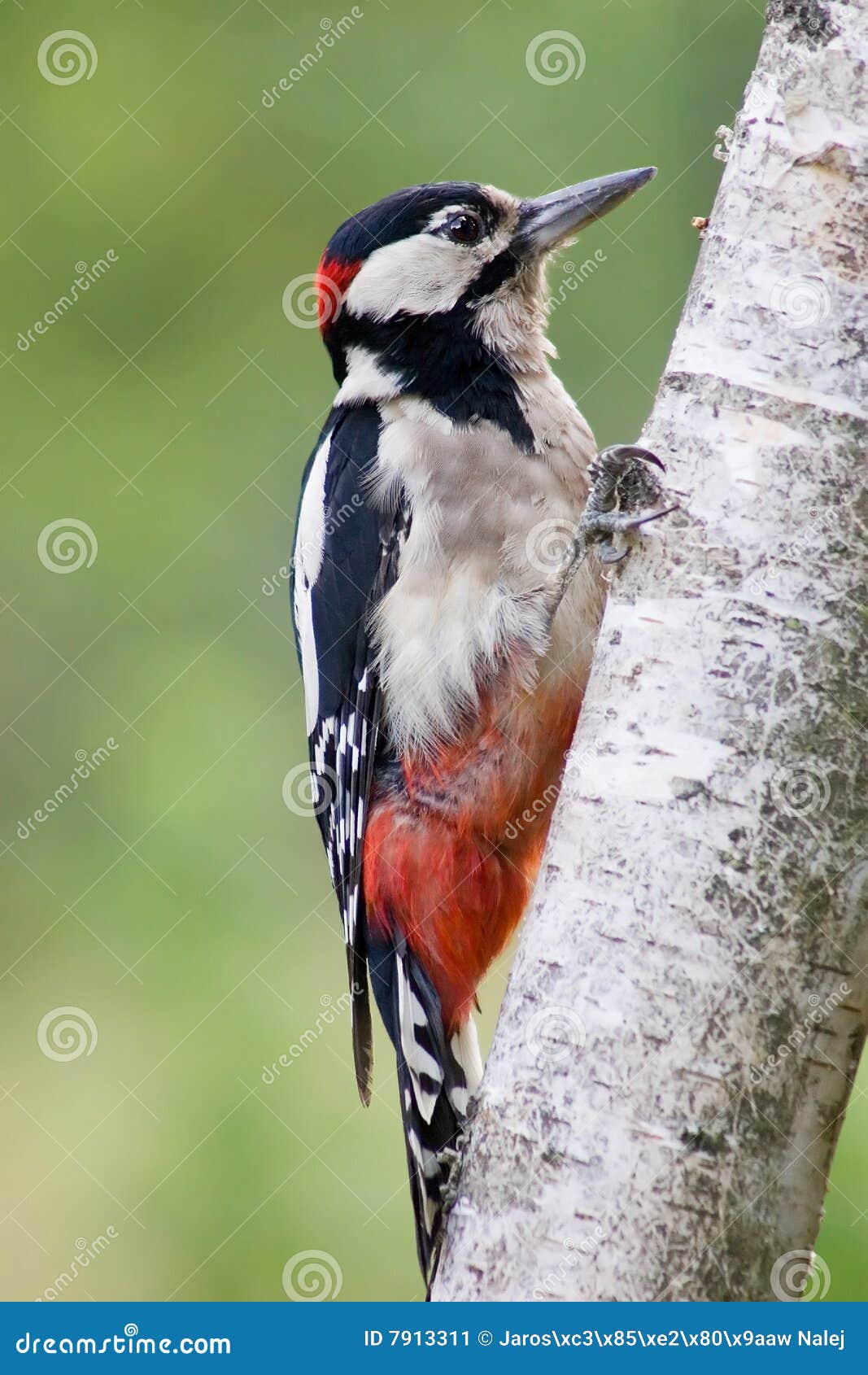 Grande picchio immagine stock. Immagine di animale, nave - 7913311
