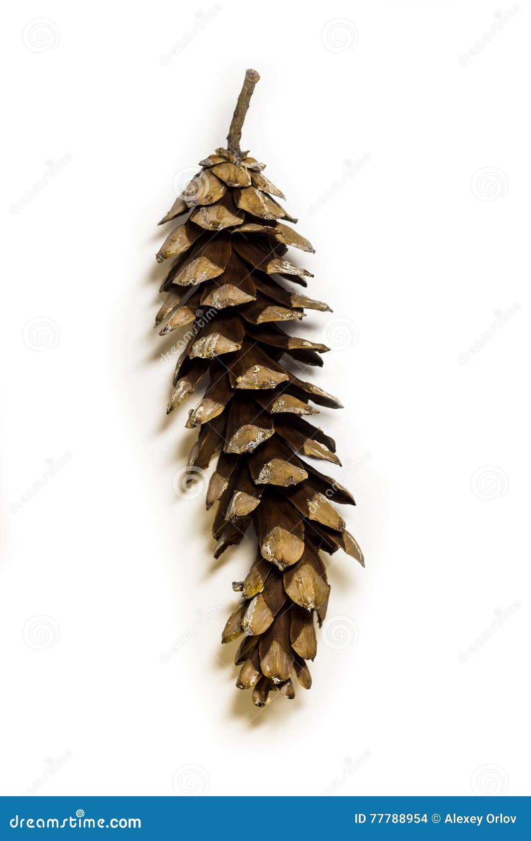 Grande Pigna Su Fondo Bianco Fotografia Stock - Immagine di frutta ...