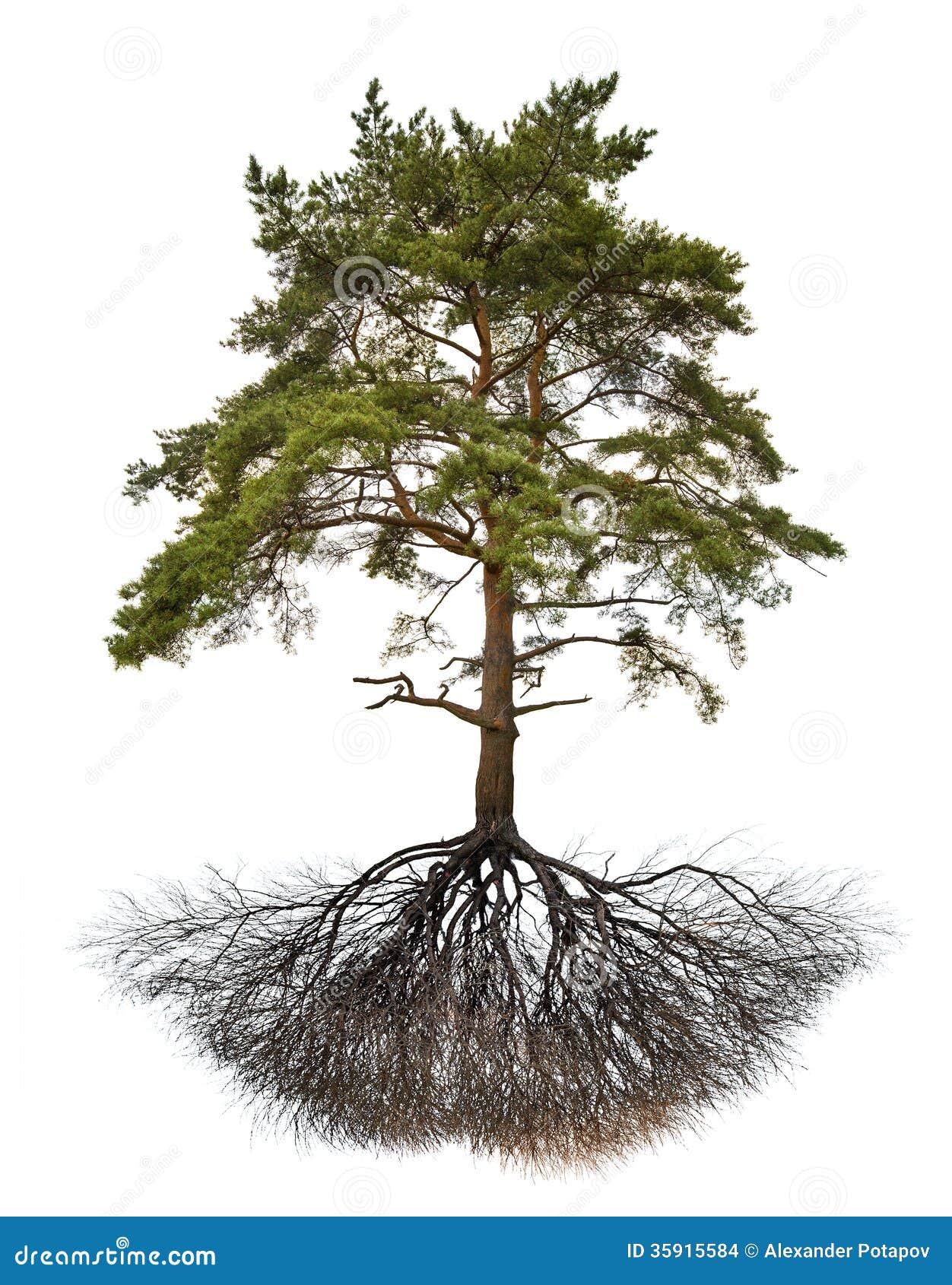 Grande Pinho Velho Com Raiz No Branco Foto de Stock - Imagem de pinho ...