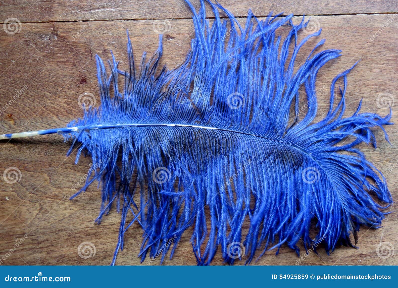 Grande Plume Bleue Image. Image: 84925859