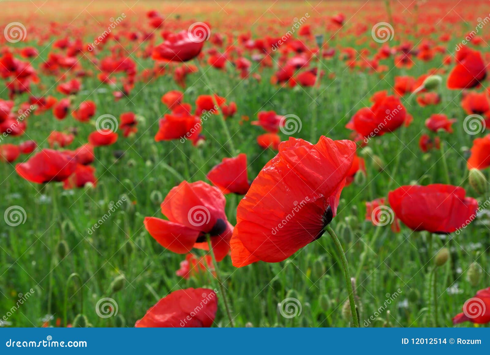 Grande prato del papavero fotografia stock. Immagine di dorato - 12012514