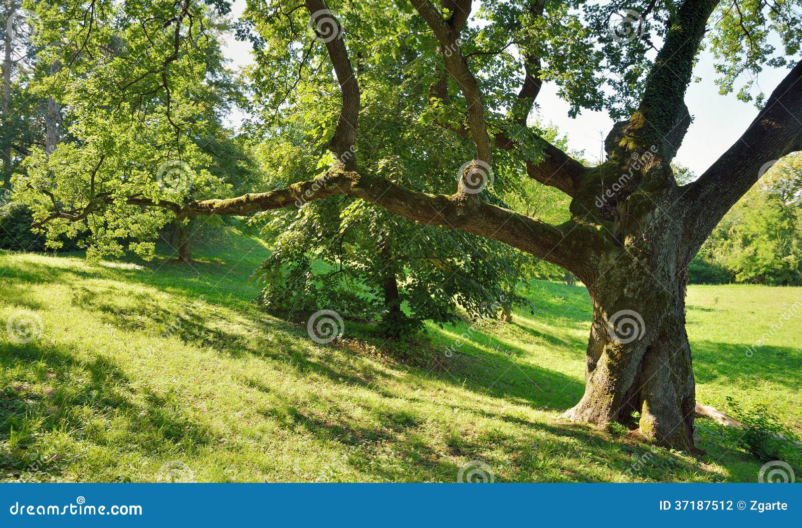 Grande quercia fotografia stock. Immagine di sunlight - 37187512