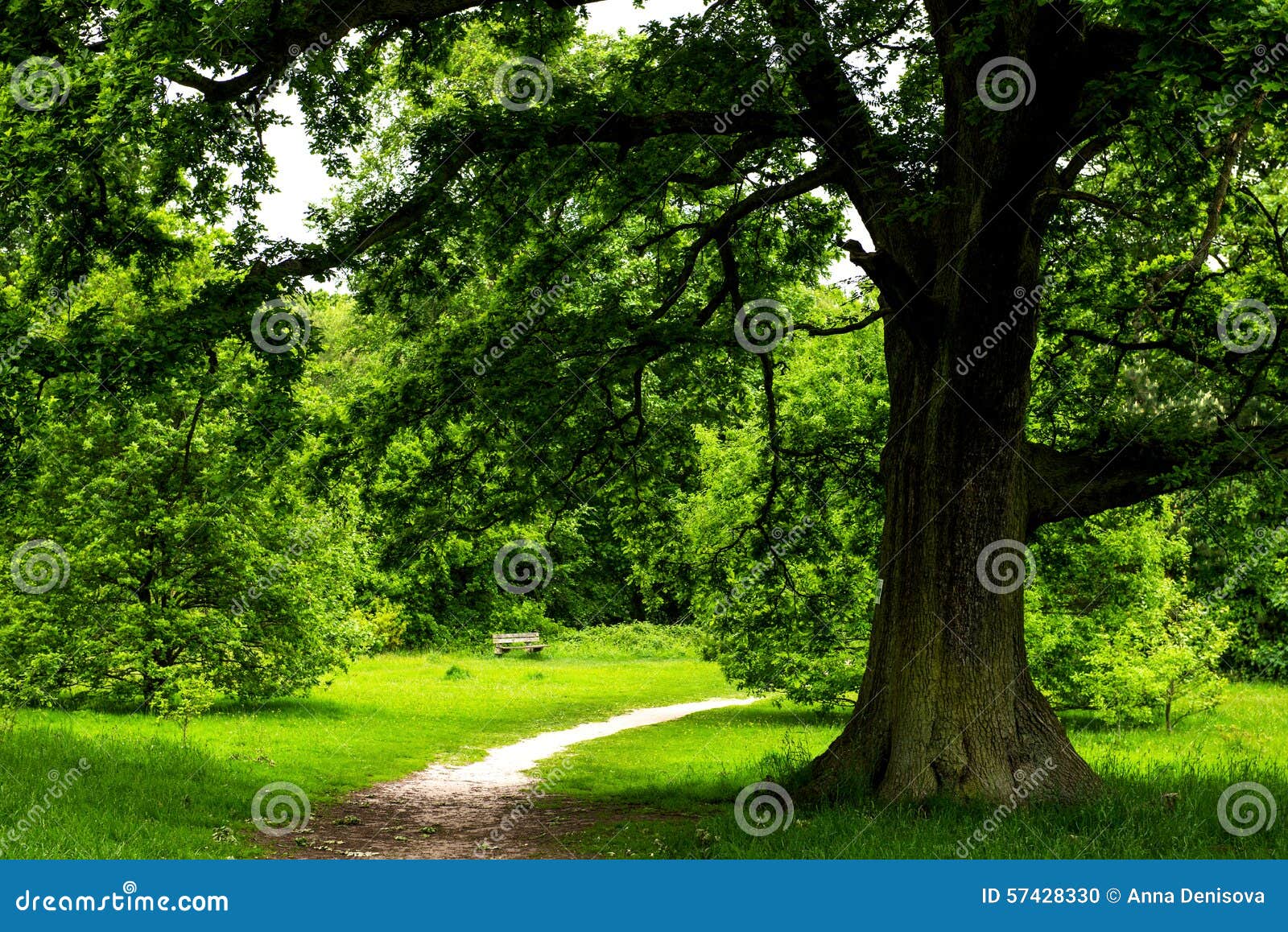 Grande Quercia Verde E Vecchio Banco Nel Parco Fotografia Stock ...