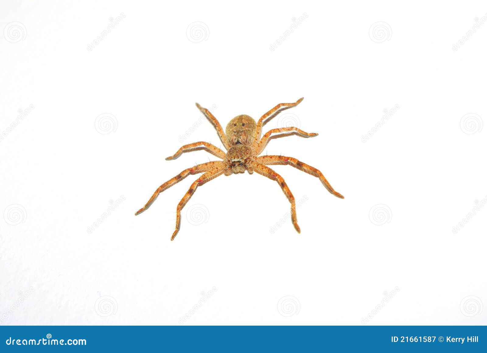 Grande ragno peloso immagine stock. Immagine di particolare - 21661587