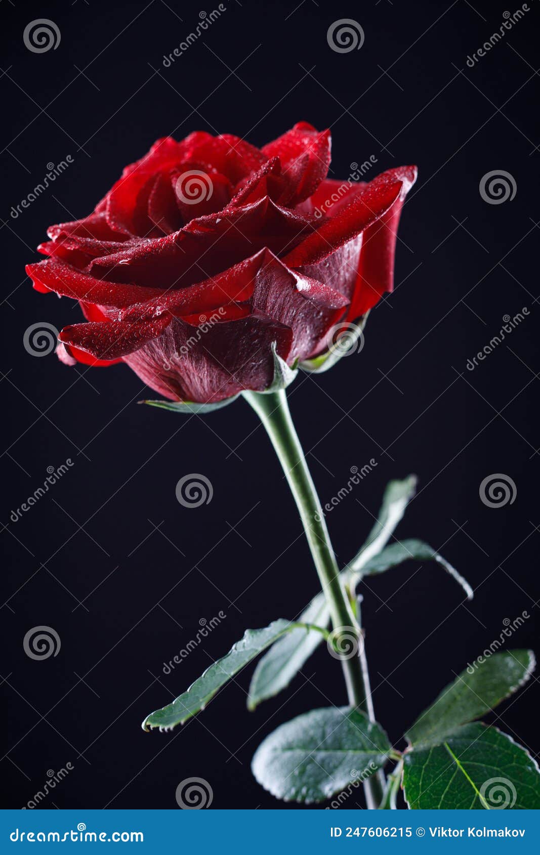 Grande Rosa Vermelha Com Caule E Folhas Imagem de Stock - Imagem de ...