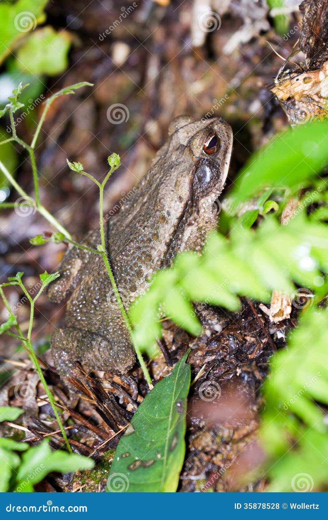 Grande sapo foto de stock. Imagem de belize, tédio, furar - 35878528