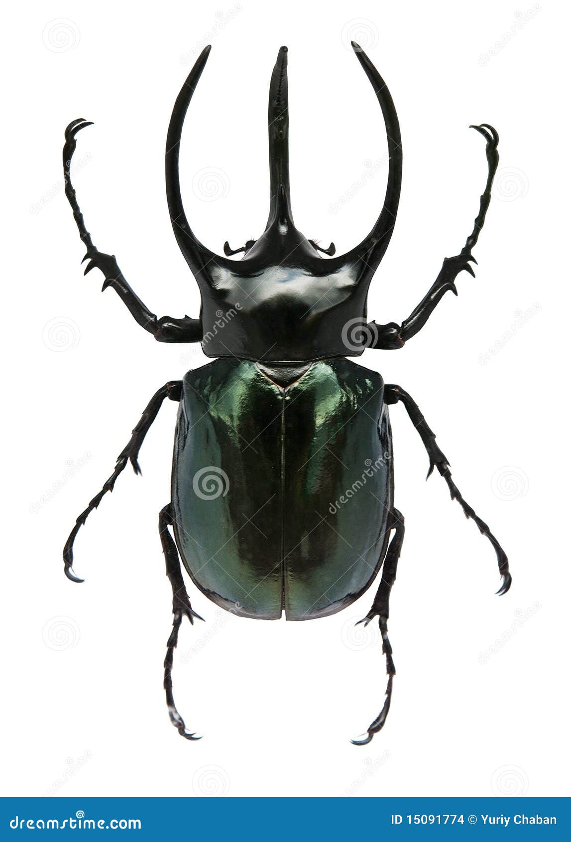 Grande scarabeo cornuto fotografia stock. Immagine di insetto - 15091774